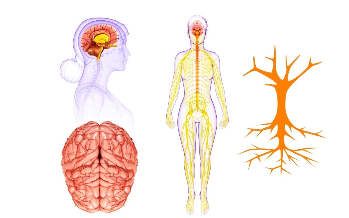 How Does The Peripheral Nervous System Work 2022 How Does The Peripheral Nervous System Work 2022