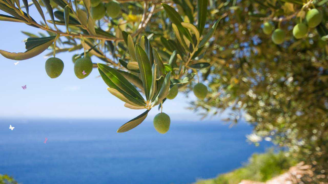 Are Olivine Weight Loss Capsules vegan?